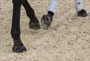 Riding Arena | Indoor Equestrian Arena Surfaces | Equestrian Direct