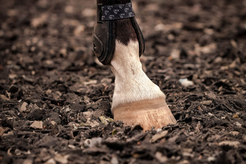 Gallops - Equestrian Direct