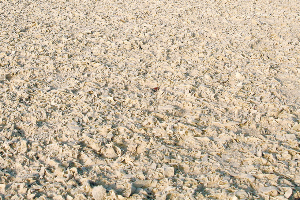 Equestrian Surfaces | Horse Riding Arena | Equestrian Direct