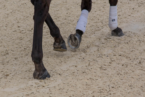 Complete Horse Hoof Anatomy Guide - Equestrian Direct
