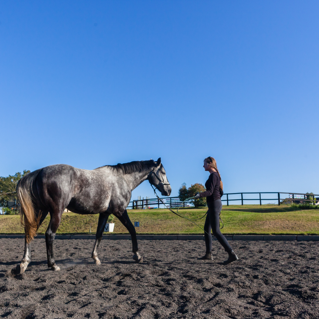 How Climate Affects Your Arena Surface - Equestrian Direct