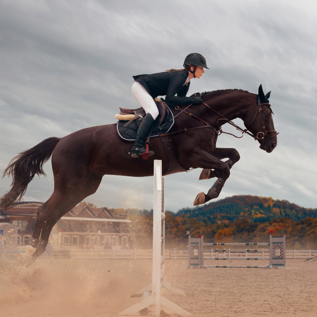News & Blog - Equestrian Direct